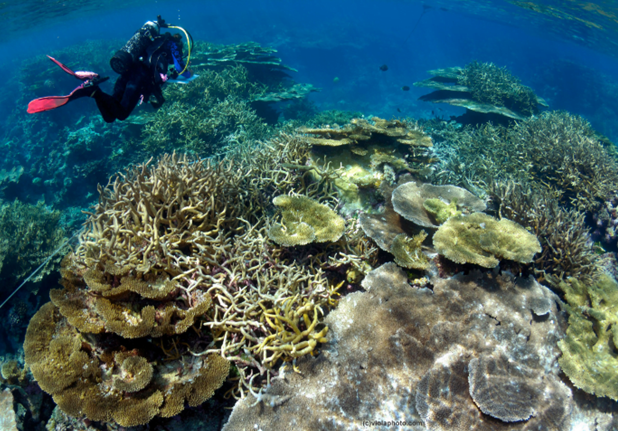 The Ultimate Beginners Guide to Starting Scuba Diving