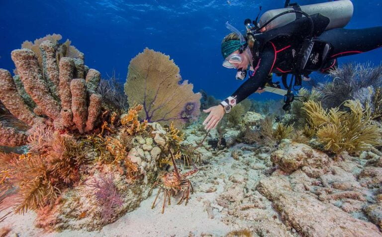 The Ultimate Beginners Guide to Starting Scuba Diving