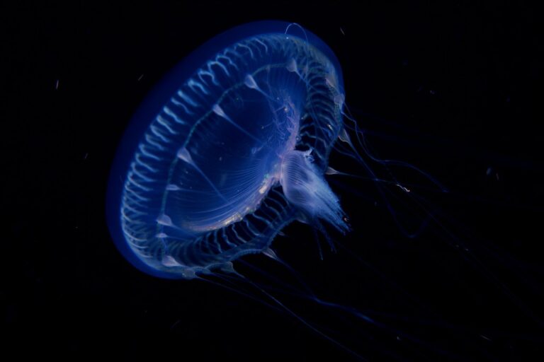 The Ultimate Guide to Blackwater Diving