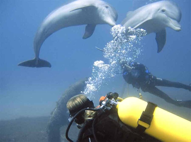 How To Maximize Your Enjoyment as a Scuba Diver!